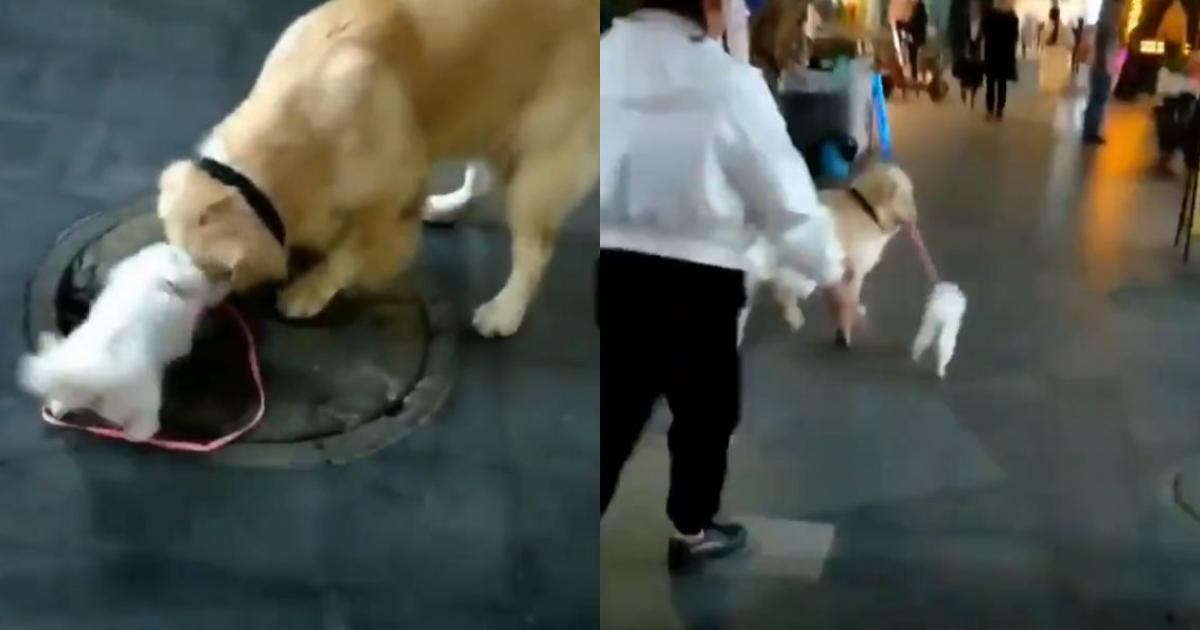 Perro ladrón se 'roba' a otro can de menor raza [Video] | Diario de México