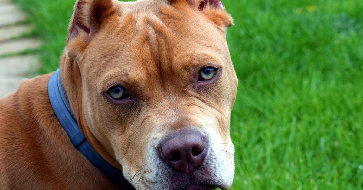 Dueño de pitbull que mató a mujer en La Condesa fue liberado | Diario ...