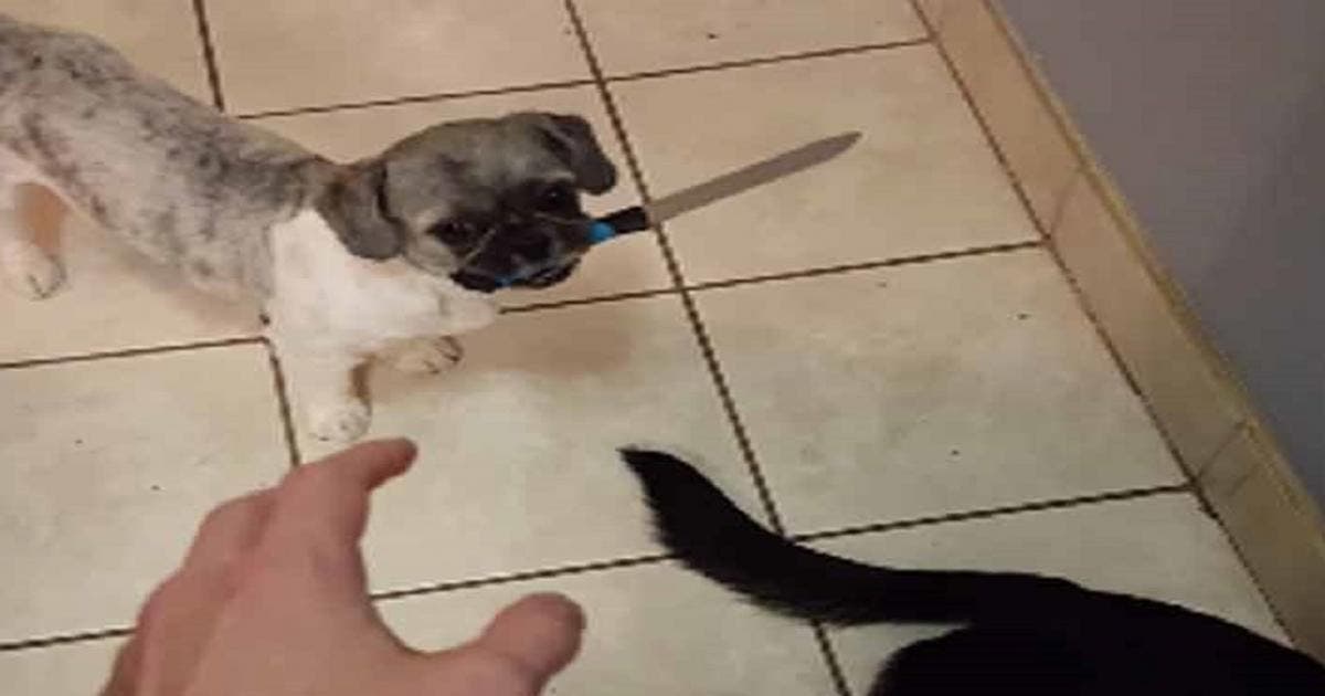 Perro infunde miedo a su dueño con un cuchillo [VIDEO] | Diario de México