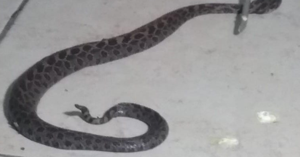 Víbora de cascabel ataca a paciente internado en hospital de Tláhuac ...