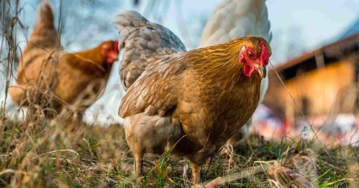 Aclara OMS la alerta por gripe aviar no sugiere será la próxima pandemia