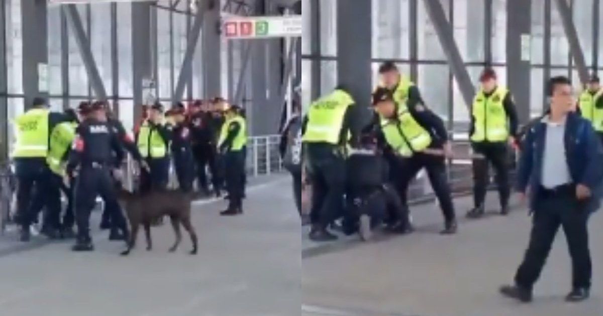 VIDEO | ¡Hasta el perro se metió! Riña en Indios Verdes deja policías ...