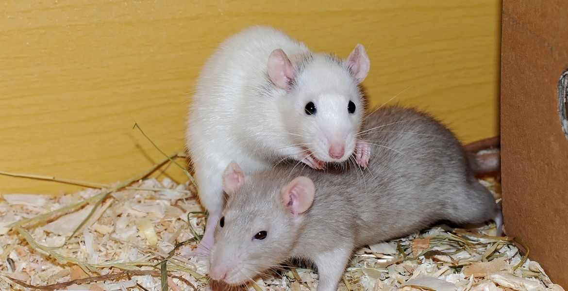 Ratas drogadas con marihuana confiscada asedian comisaría en Nueva Orleans