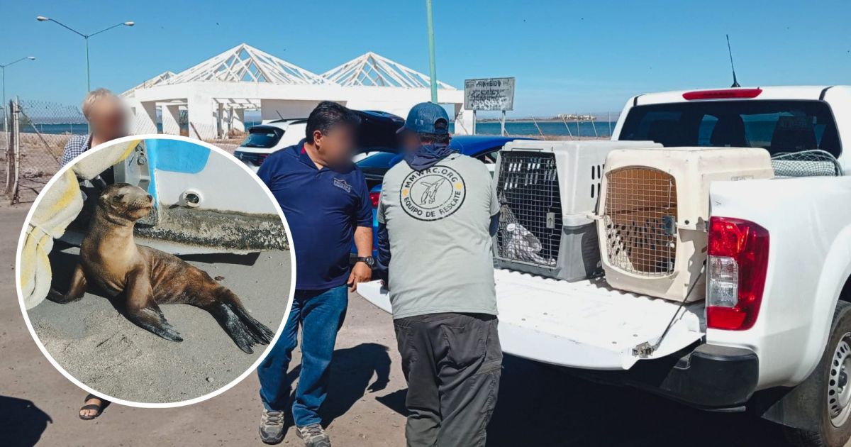 Profepa participa en rescate de cuatro lobos marinos y liberación de un ...