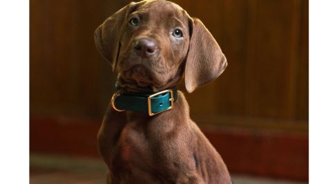 Netflix revela la primera versión real en live-action de Scooby-Doo