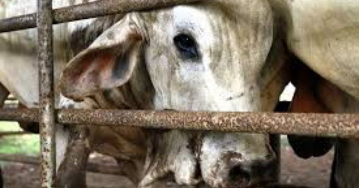 Llega el gusano barrenador a 10 alcaldías de CDMX y afecta a varios ...